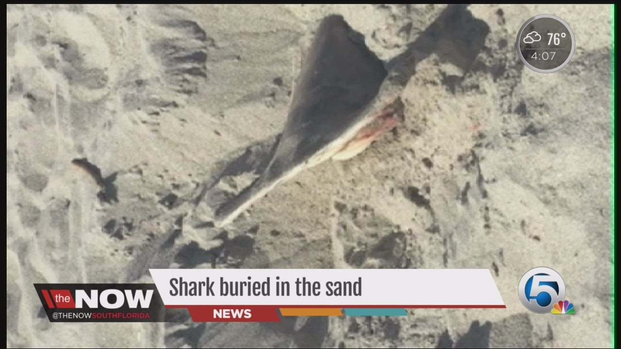 Shark buried in the sand - YouTube
