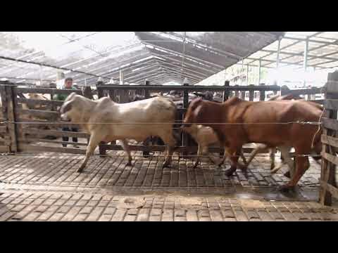 SM 32 LT 45 4 VP 569KG PP 2024 - YouTube