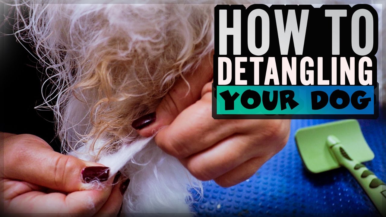 How to EFFECTIVELY Detangling A MATTED dog. - YouTube