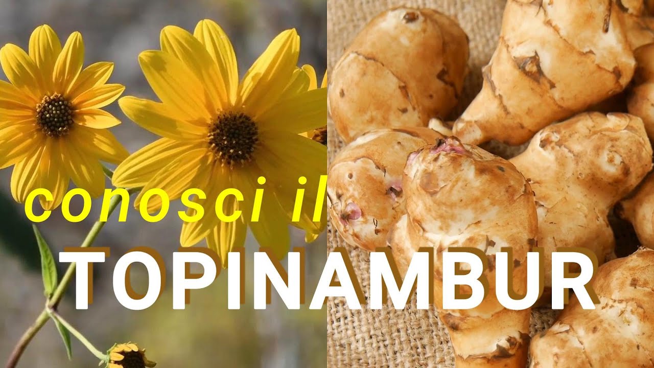 TOPINAMBUR | Un Tubero Straordinario da Scoprire e dal Buon Sapore ...