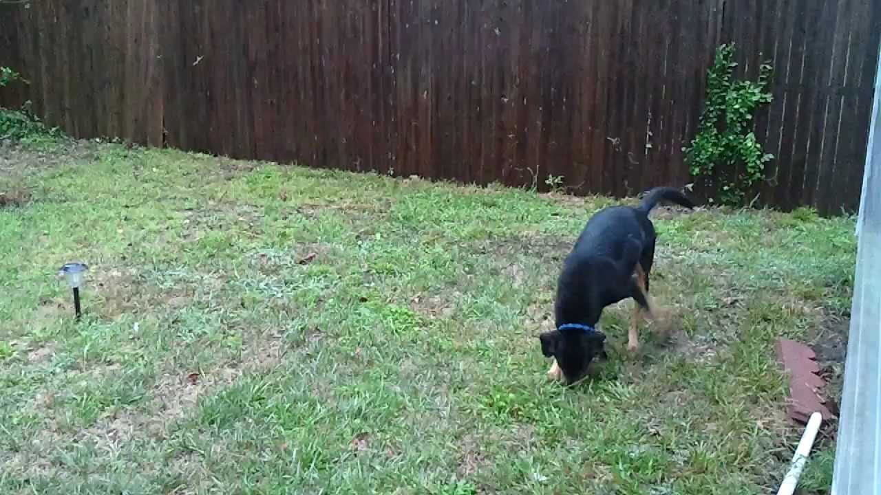 Poor Dog pooping during Hurricane! - YouTube