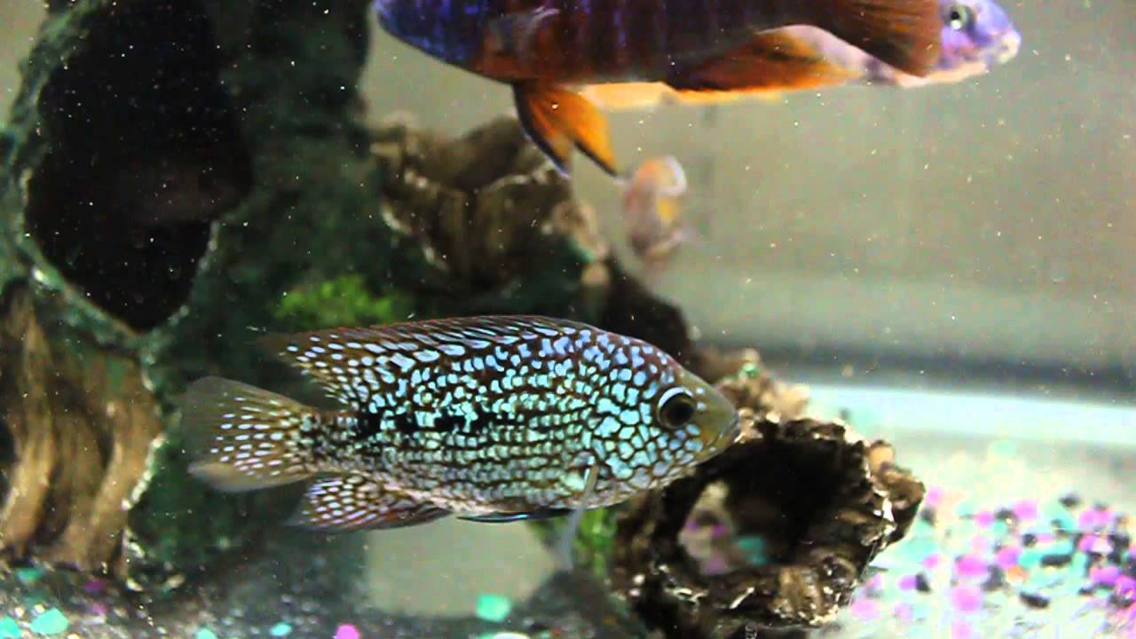 AFRICAN CICHLIDS PEACOCKS & RED TEXAS CICHLIDS BEST IN WASHINGTON STATE ...