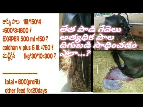 లేత పాడి గేదెలలో అత్యధిక పాల దిగుబడి సాధించడం ఎలా...?use EXAPAR,CALDHAN ...