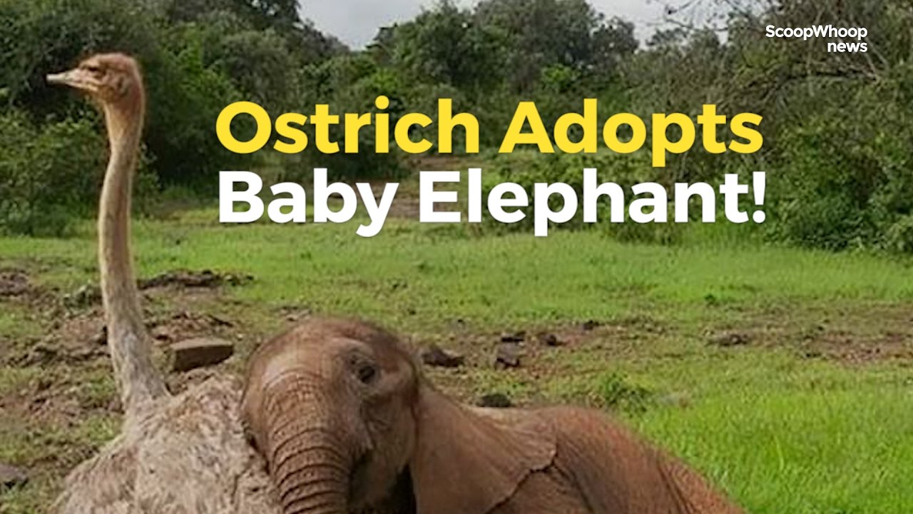 Ostrich And Baby Elephant Love To Snuggle Together - YouTube