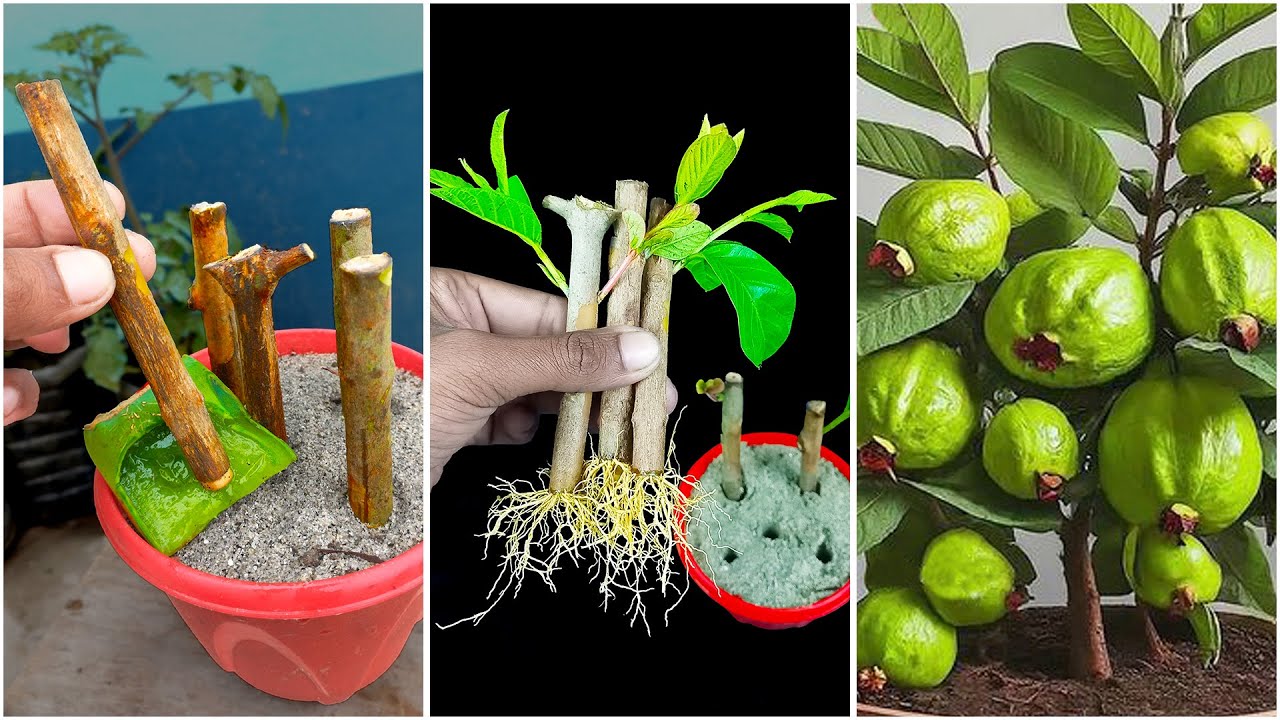 How to grow guava plant at home from cuttings || Simple way to planting ...