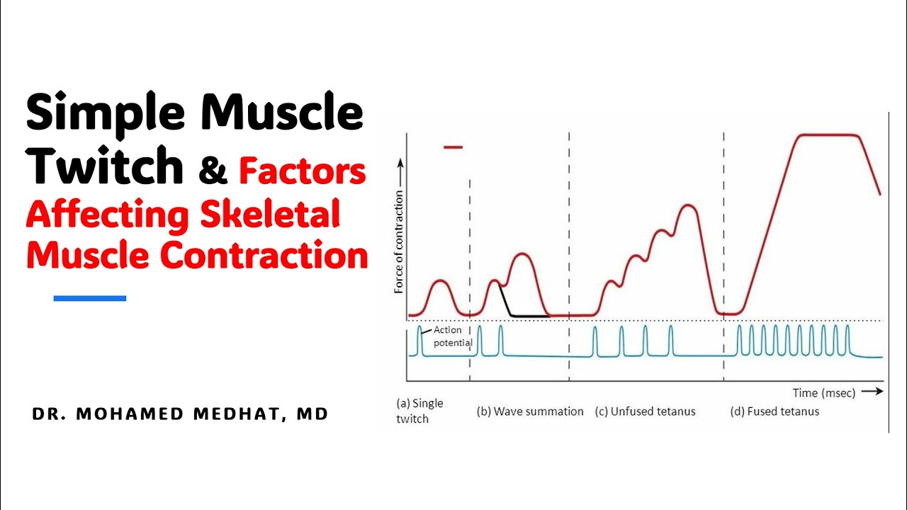 Simple Muscle Twitch & factors affecting Skeletal muscle contraction (9 ...