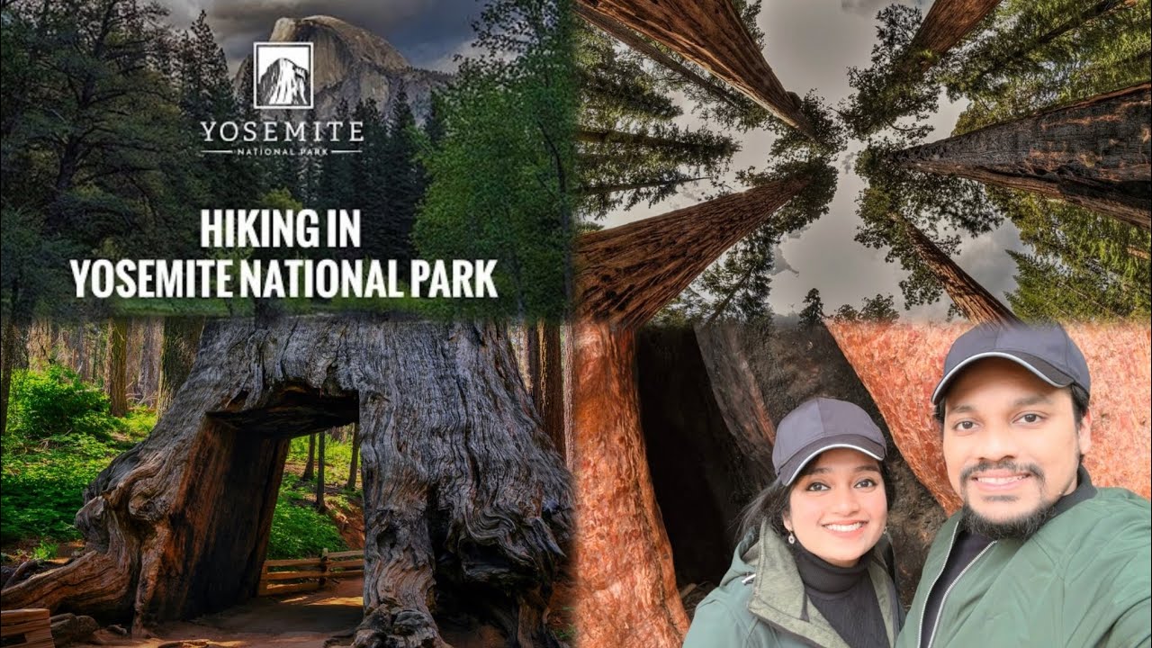 Exploring the Majestic Sequoias: A Trek Through Yosemite National Park ...