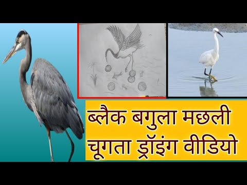 मछली चुगता बगुला ड्रॉइंग वीडियो || black bagula machli chugthe drawing ...