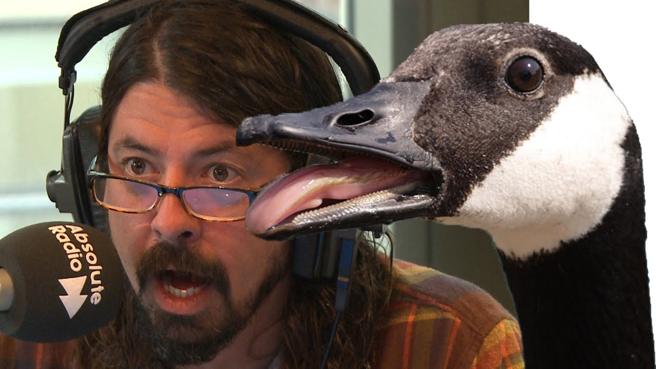 Dave Grohl chased by a goose - the full story - YouTube