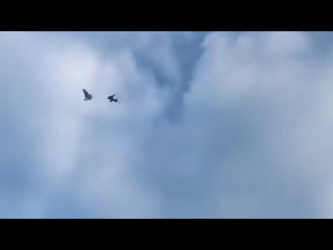 ATMACANIN GÜVERCİNİ YAKALAMA ANI