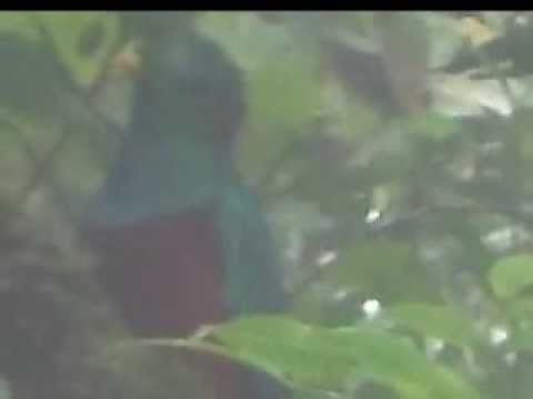 The Sounds of Quetzal - YouTube