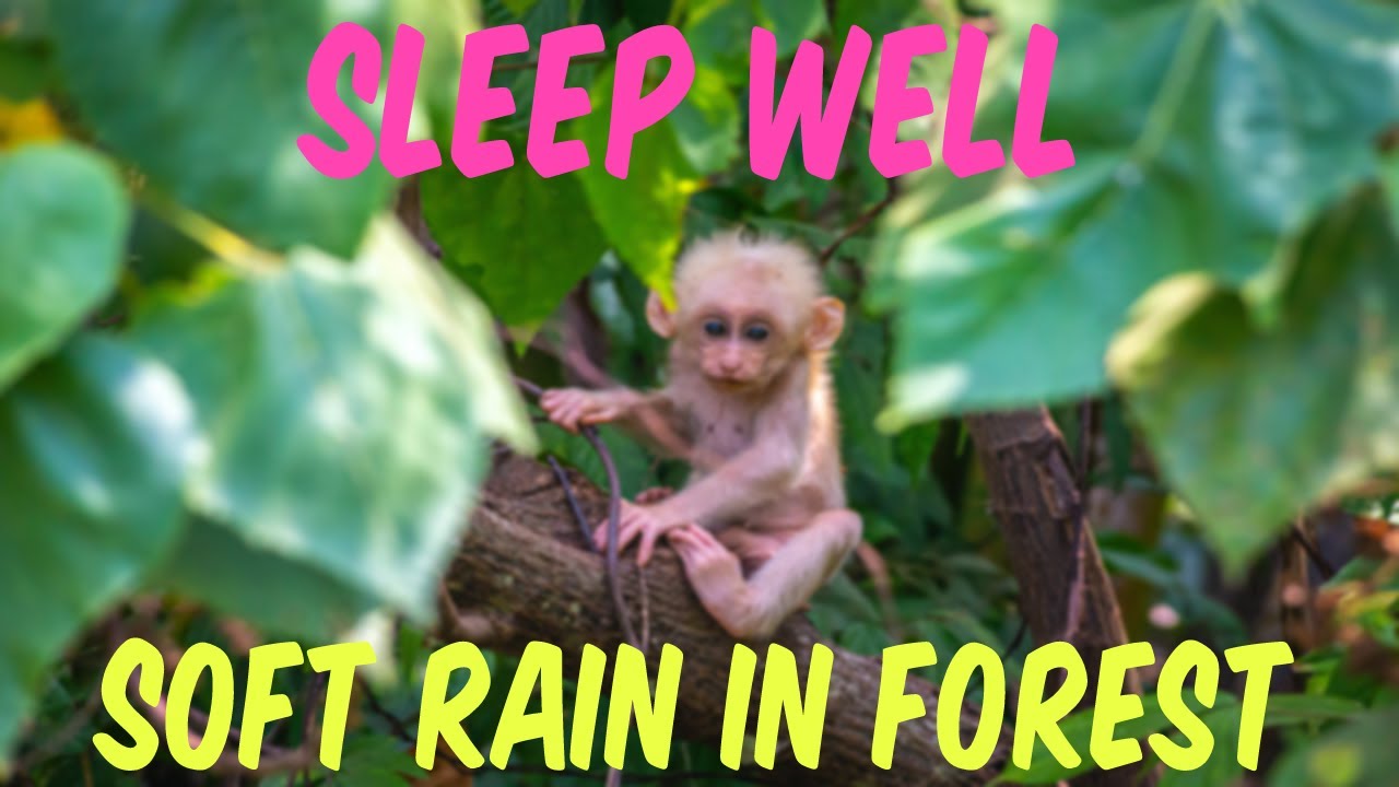 Gentle RAIN Forest | Fall To SLEEP | Relax | Meditate | Heal Your ...