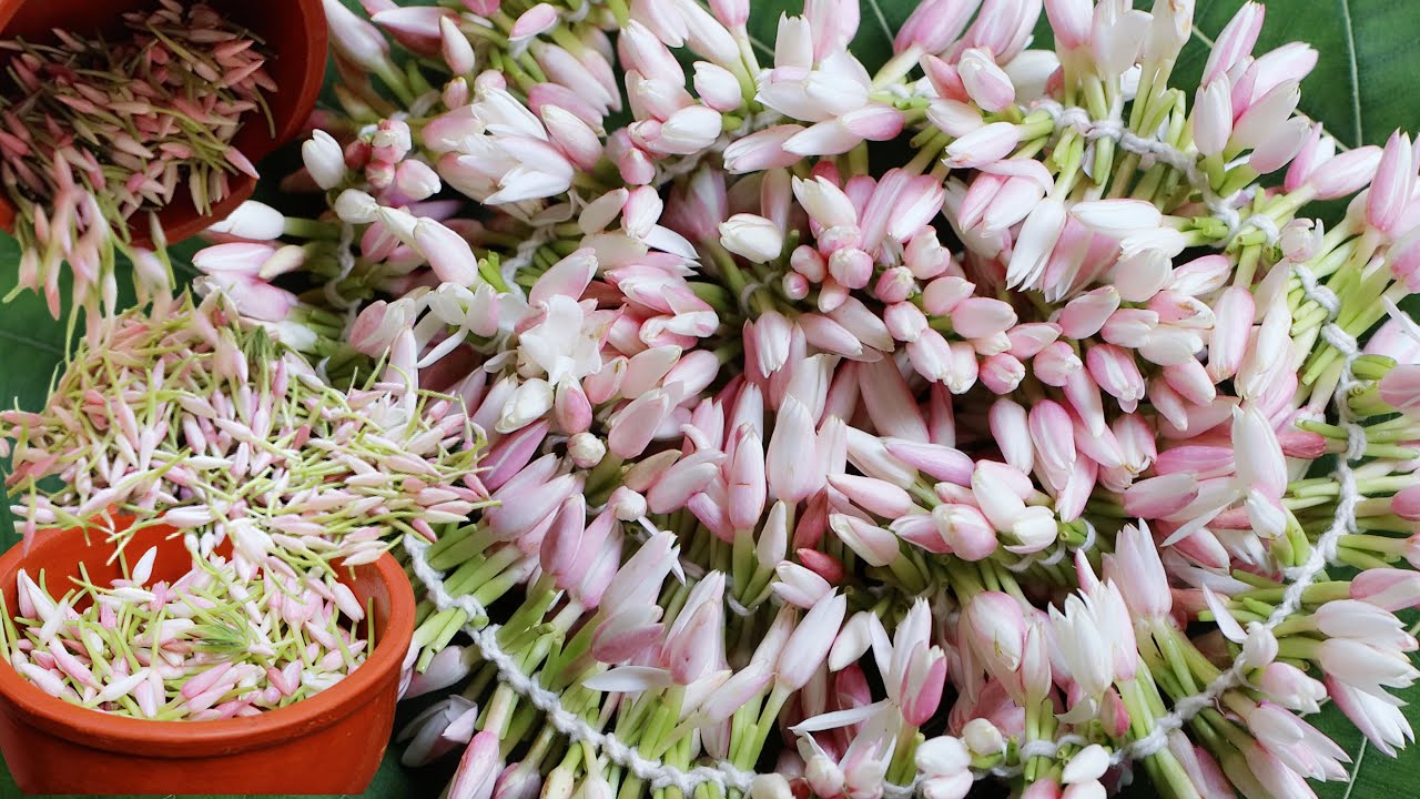 Kattu malli Harvesting || Forest Jasmine Flower kattalam || simple ...