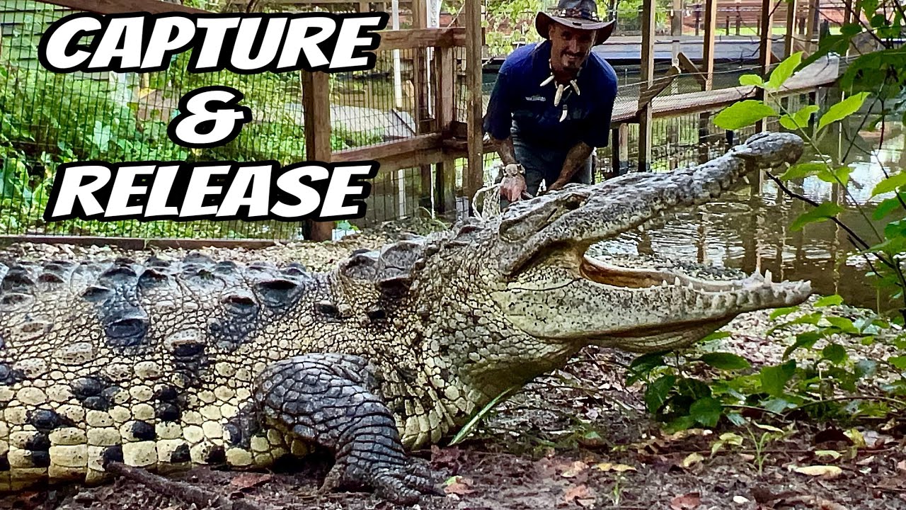 Moving Huge Crocodiles‼️ - YouTube