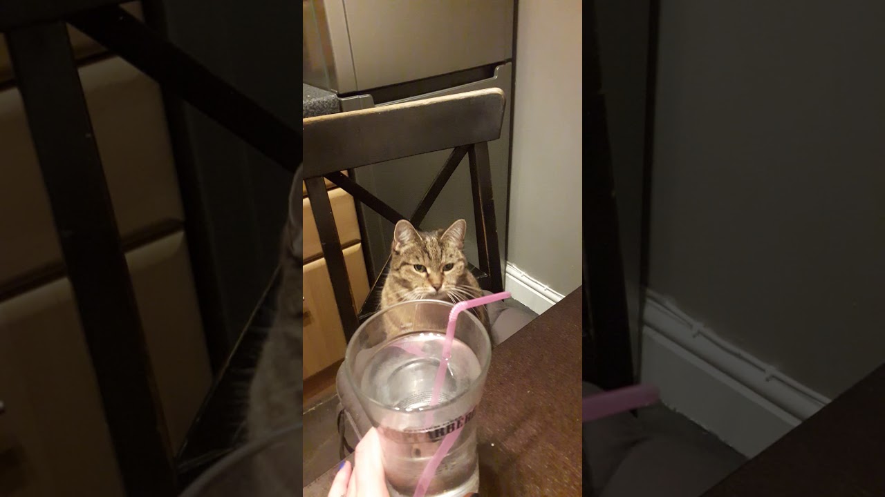 Funny cat - trying to drink water through a straw - YouTube