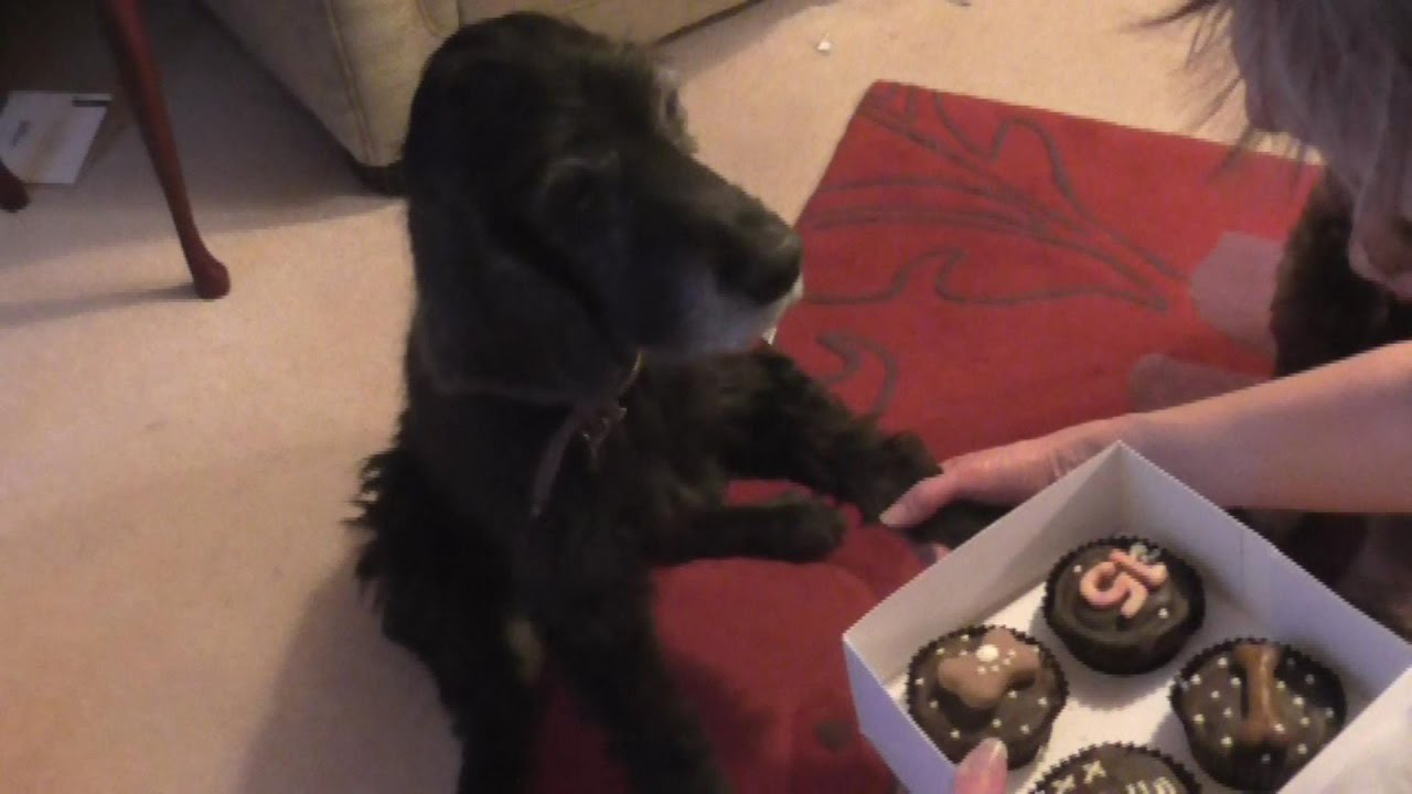 15 year old Cocker Spaniel recieves her birthday/christmas Cupcake ...