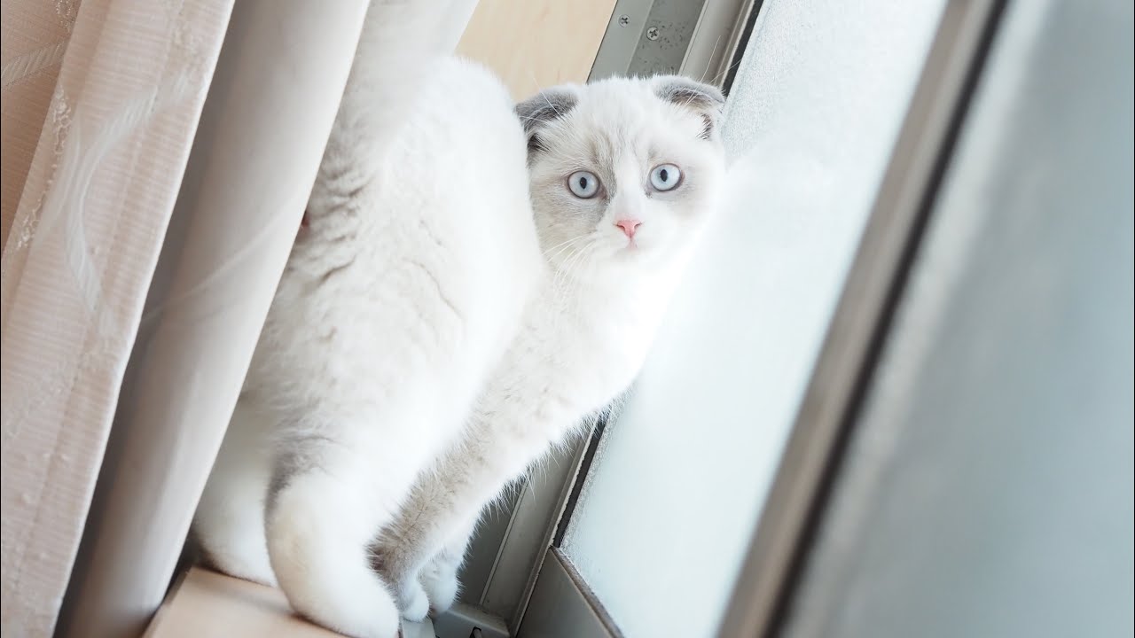 Scottish Fold Female with Blue Point & White - YouTube