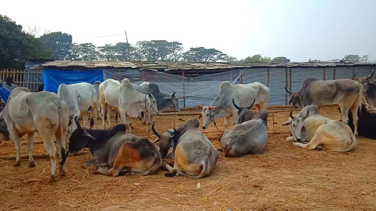 "ইন্ডিয়ান নম্বর দেওয়া" বলদ গরু কিনুন।সিটি হাটে।Gorur Hat - YouTube