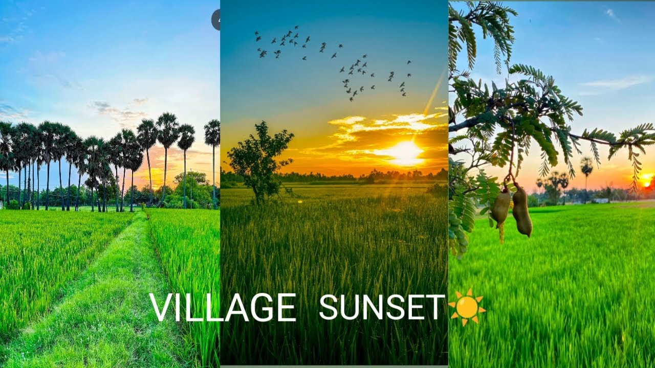Village morning sunset view ☀️ - YouTube