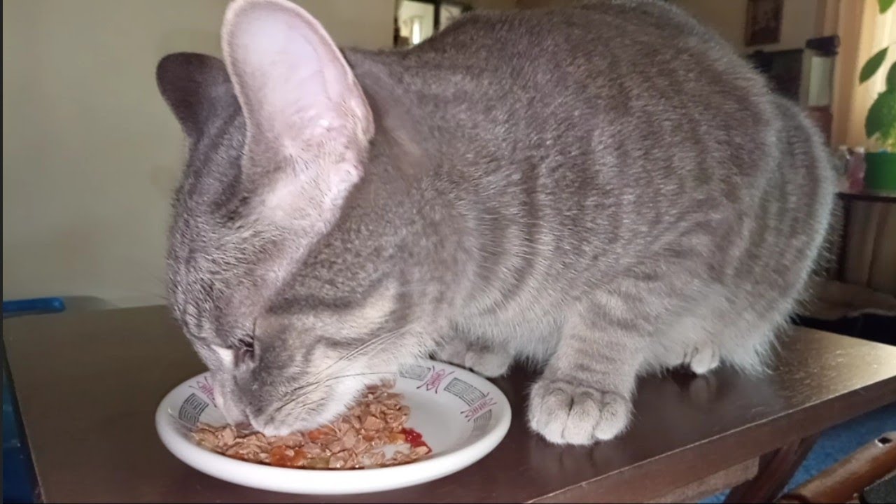 Cat Eats Chicken Primavera - YouTube