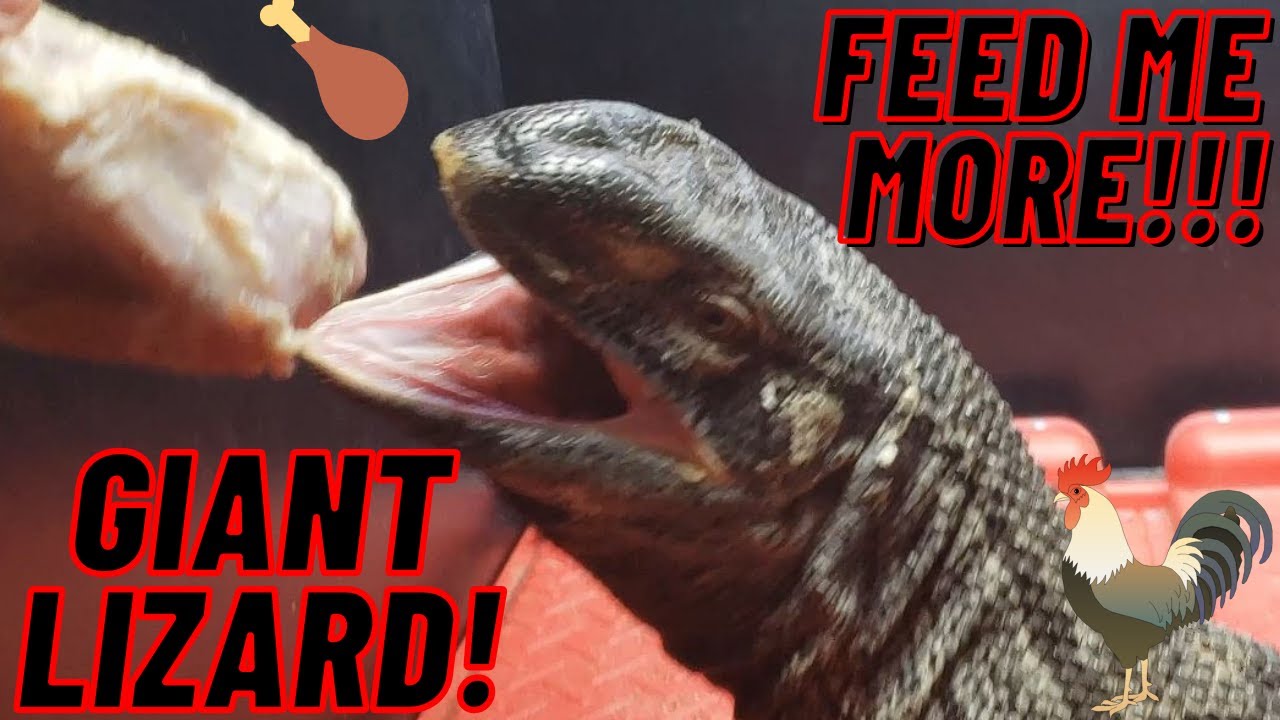 GIANT LIZARD EATS CHICKEN LEGS! SO HAPPY FEEDING! - YouTube