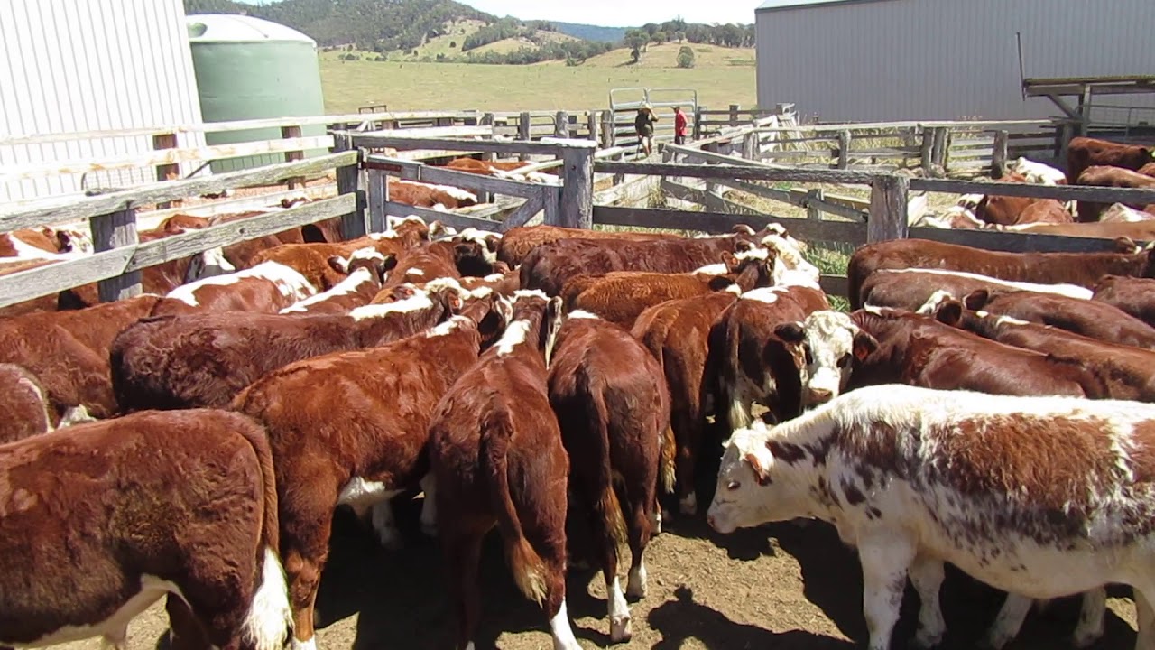 Quality Hereford and Hereford-Shorthorn cross steers - YouTube