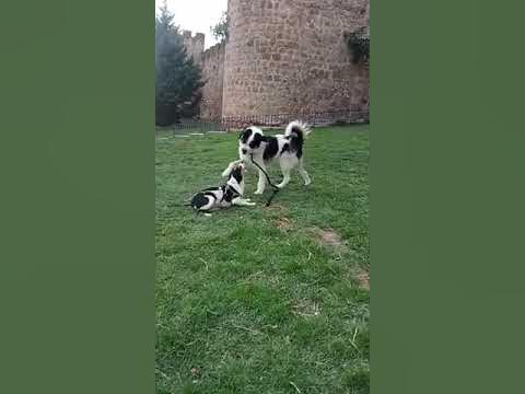 Stichting Hobodogs: Chico (2) - YouTube