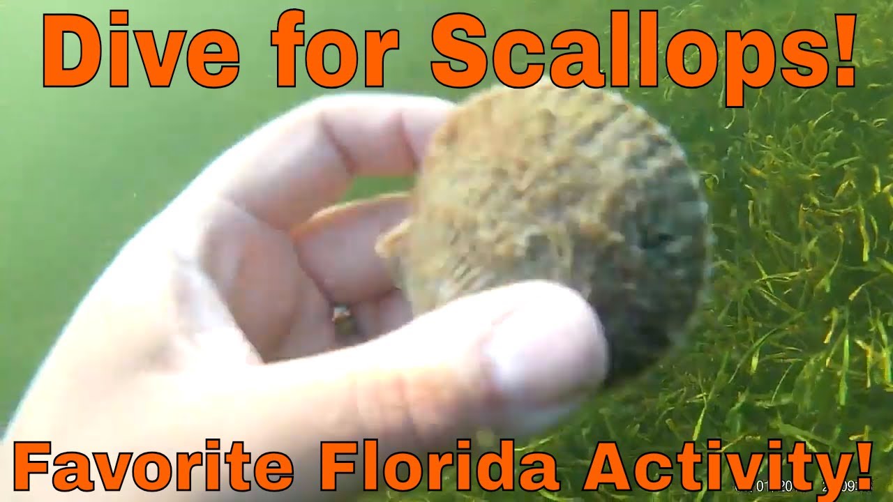 Dive for Scallops in Crystal River, FL - Best FL Activity!! Underwater ...