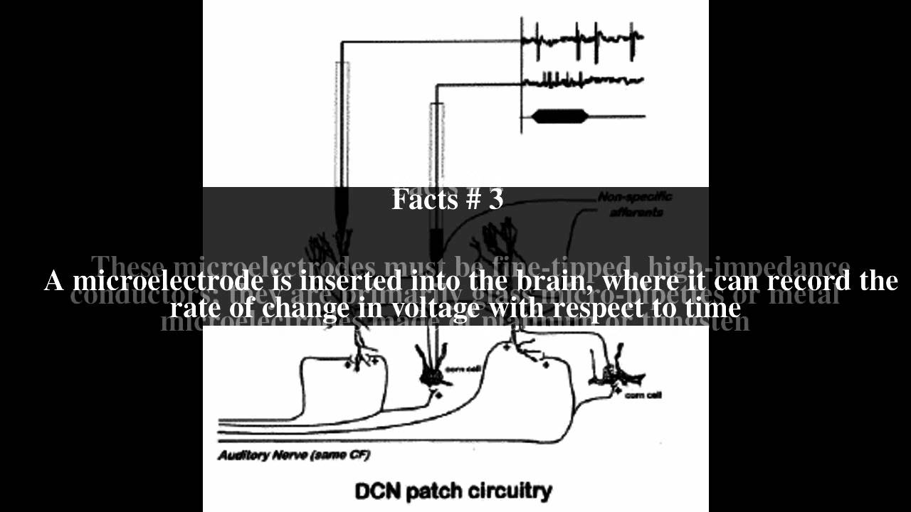 Single-unit recording Top # 6 Facts - YouTube