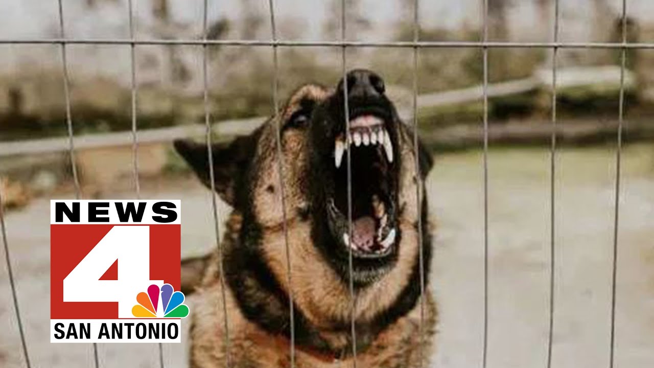 Dangerous dog reports surge in San Antonio following deadly mauling ...