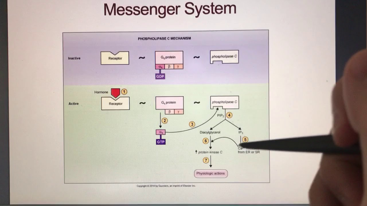 PIP2, IP3, DAG Signaling Cascade - GPCR - YouTube