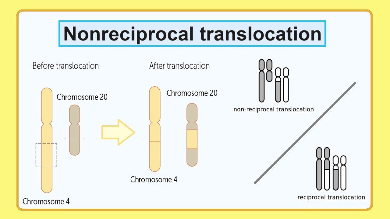 Nonreciprocal Translocation YouTube Nonreciprocal Translocation YouTube
