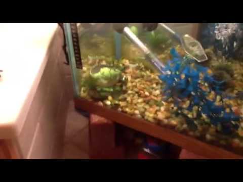 New 40 gallon turtle tank - YouTube