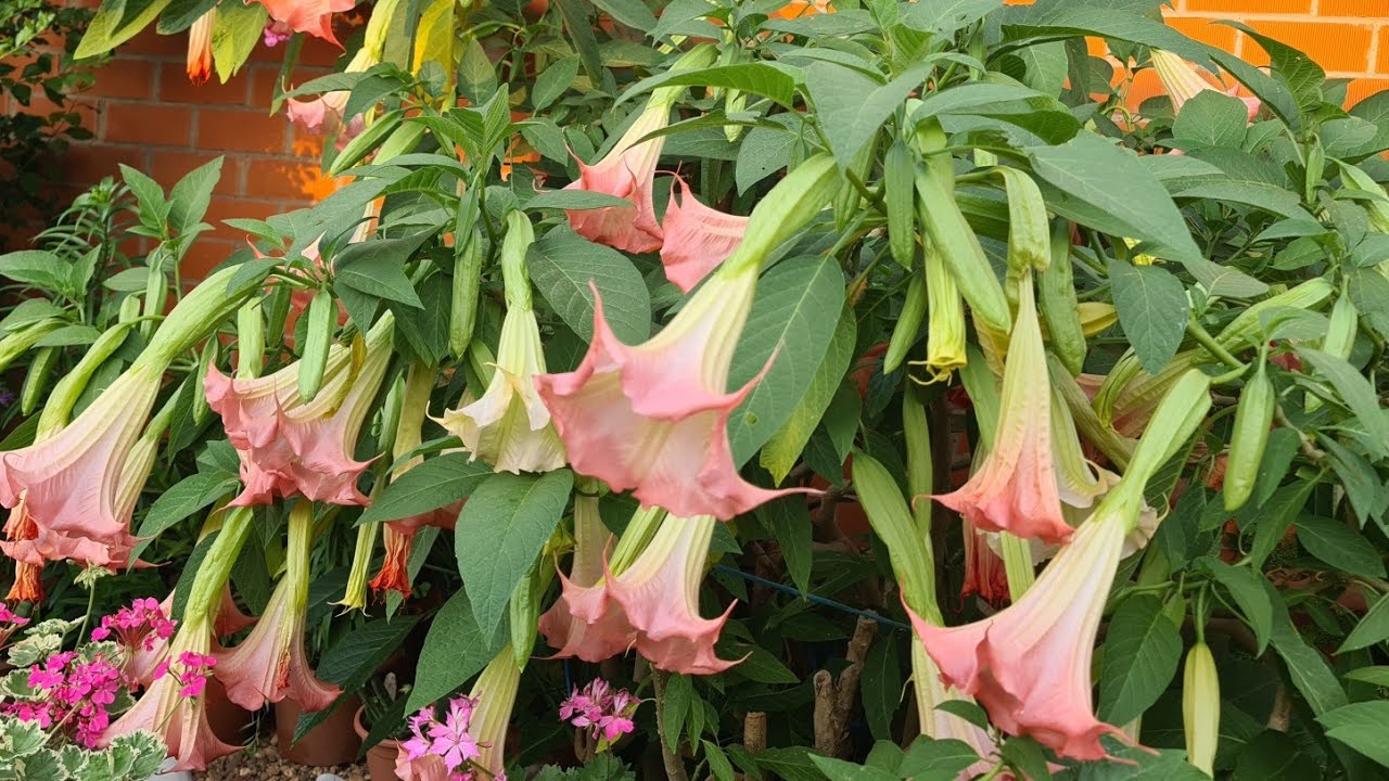 El floripondio está ahora mismo con un montón de flores, primavera del ...