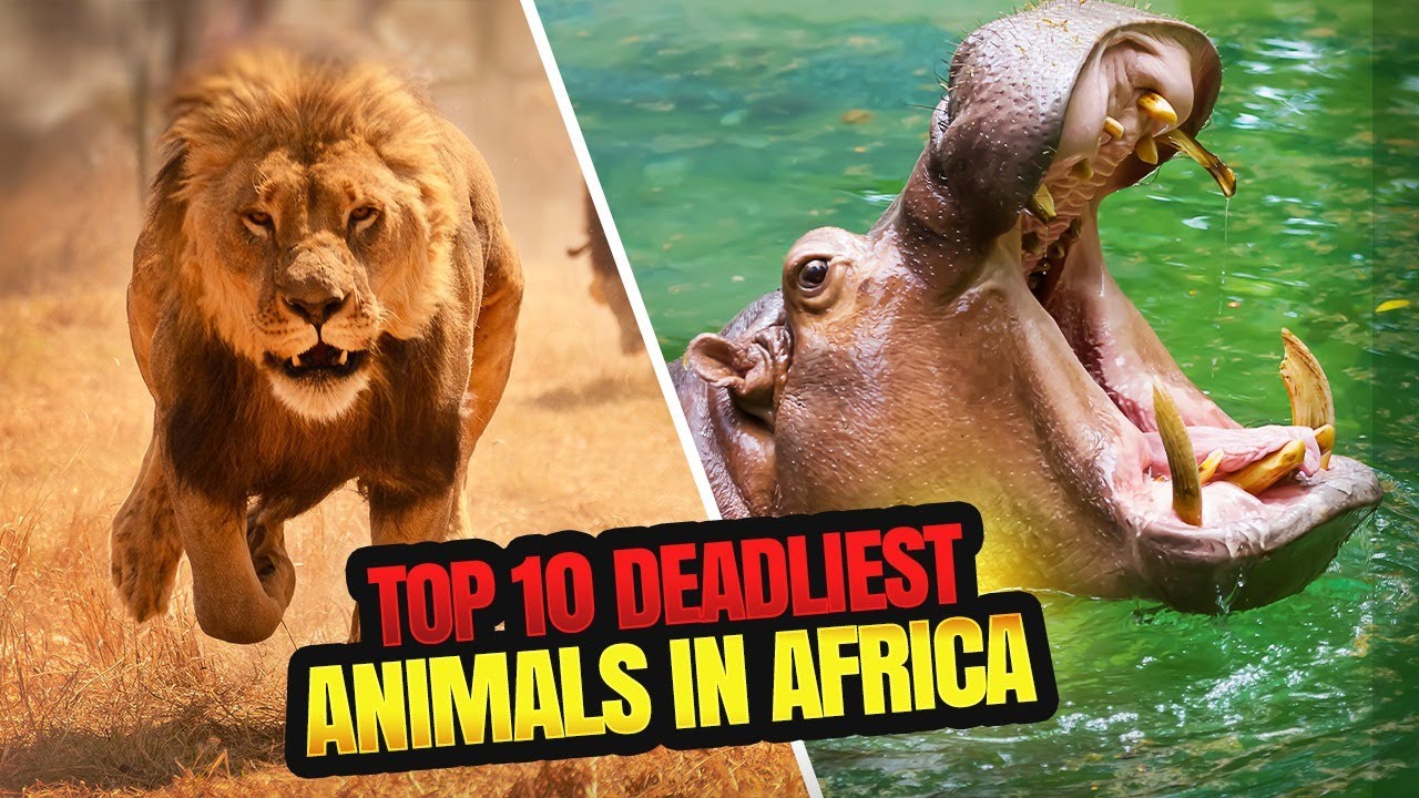 Top 10 Deadliest Animals in Africa - YouTube
