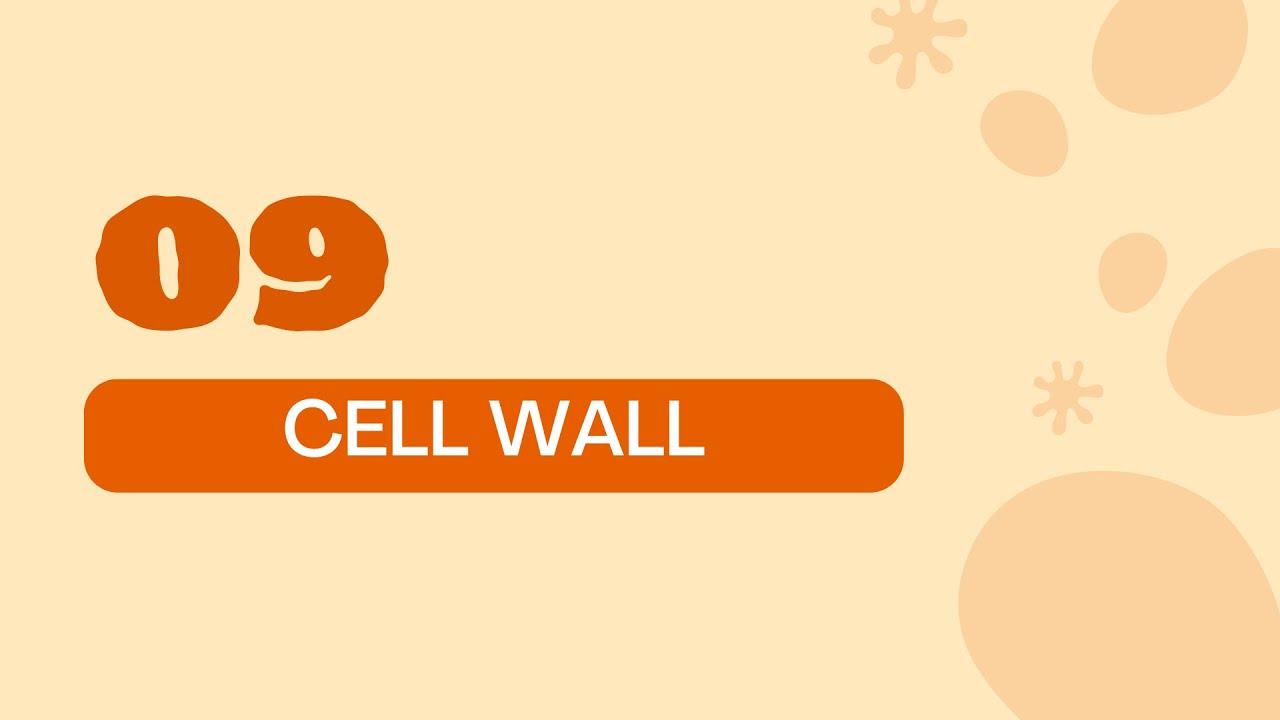 STPM BIOLOGY SEM 1 CHAPTER 2 | ORGANELLES | PLANT CELL WALL | STRUCTURE ...