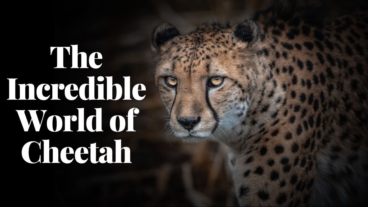 Unleashing the Speed Demon: The Incredible World of Cheetah I A ...