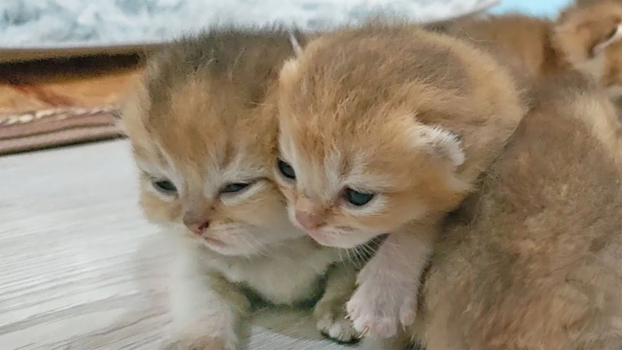 Kittens crawl around and squeal loudly when they can't see their mother ...