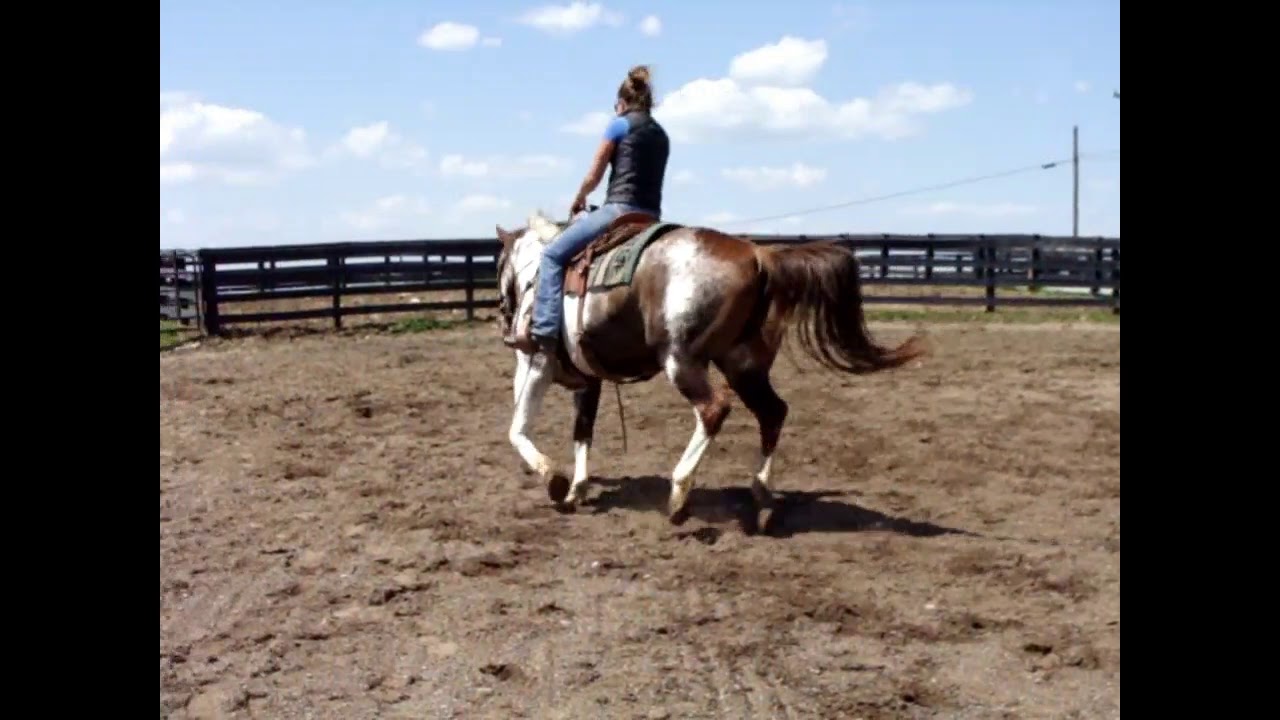 BIG PRETTY SORREL ROAN OVERO PAINT GELDING, USED FOR MOUNTED SHOOTING ...
