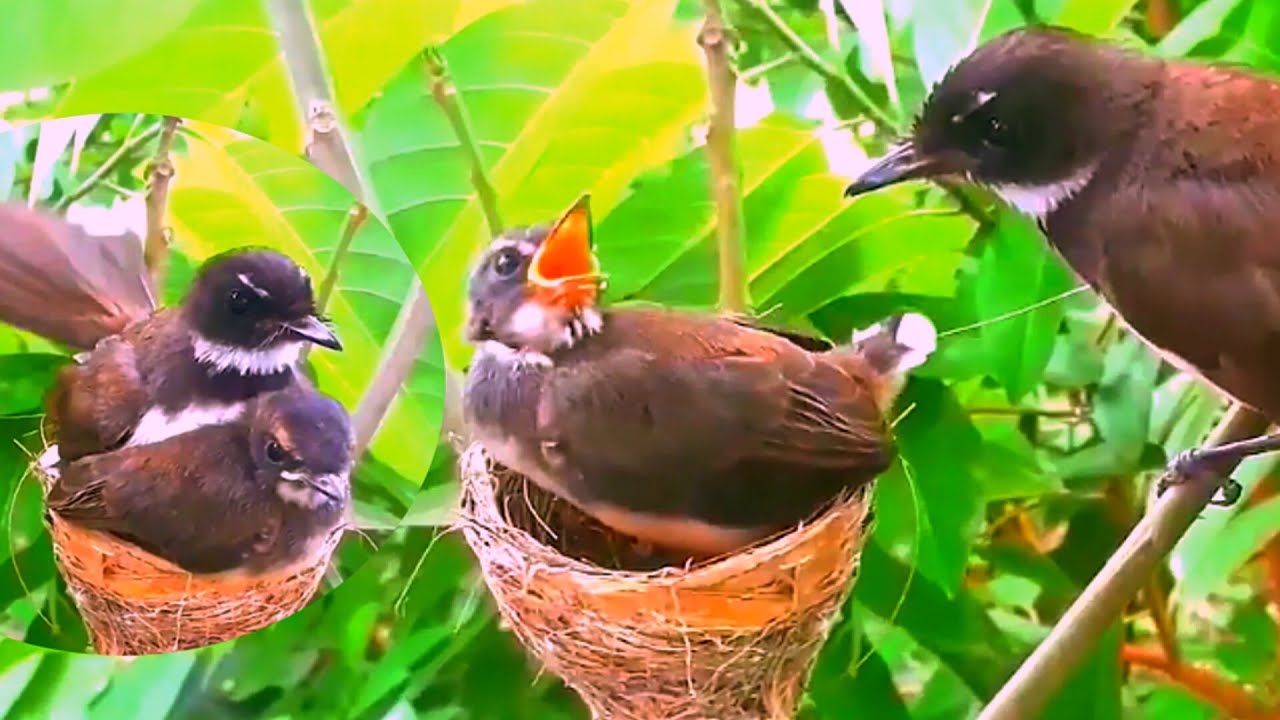 Rufous tailed fantail- birds play with their young at the nest@Bird ...