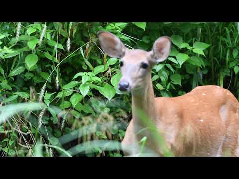 Suspicious Deer Fleeing From Me in Anchorage Trail Park, Louisville, KY ...