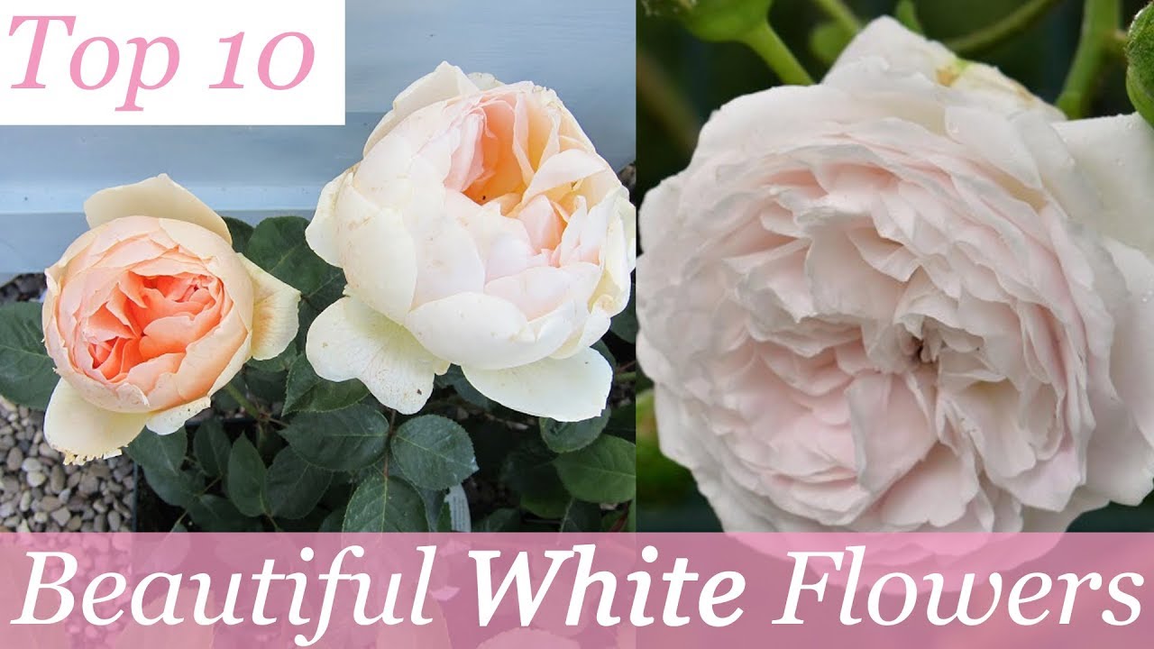 Most Beautiful White Rose Photos