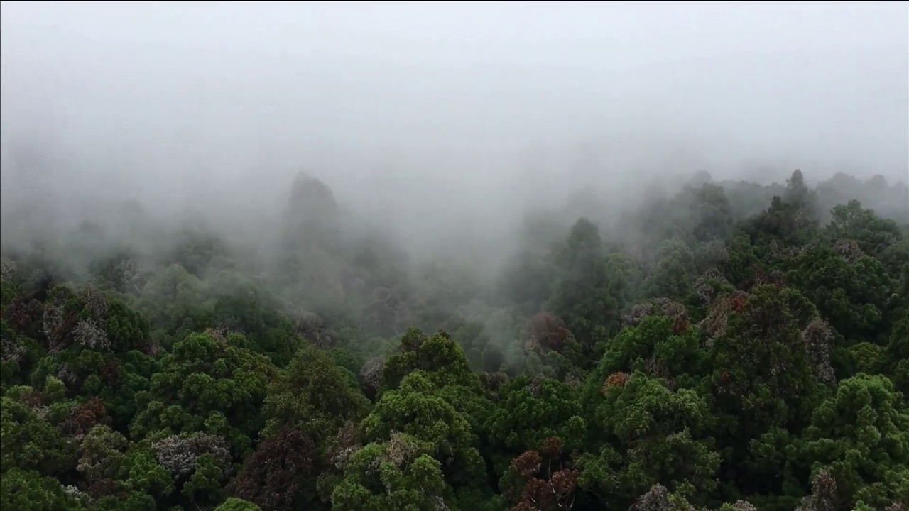 Timelapse of orographic fog in Xitou - YouTube