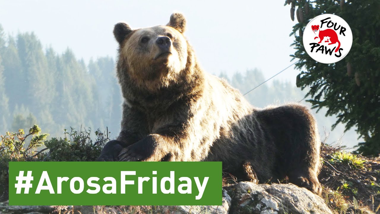 Behind the Scenes at Arosa Bear Sanctuary - YouTube