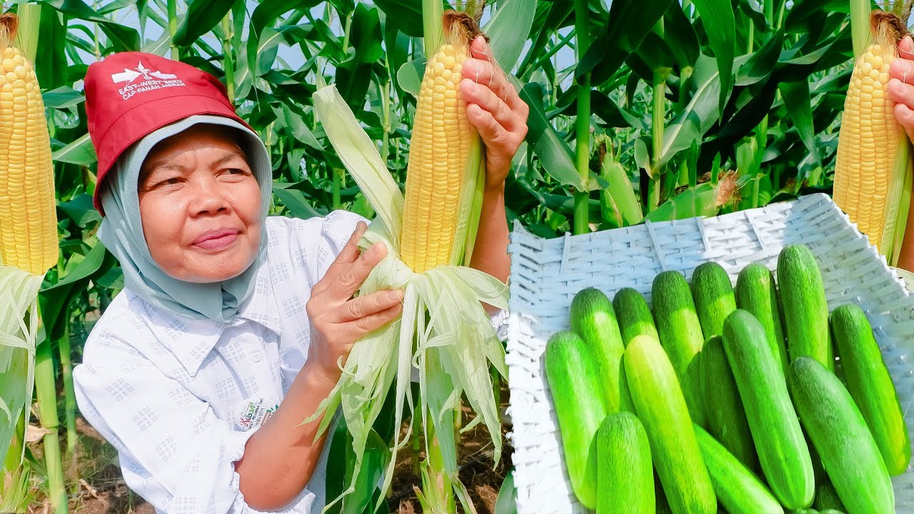 Kebun Jagung Manis NB SUPER F1 dan Timun ERINA F1 Cap Panah Merah ...