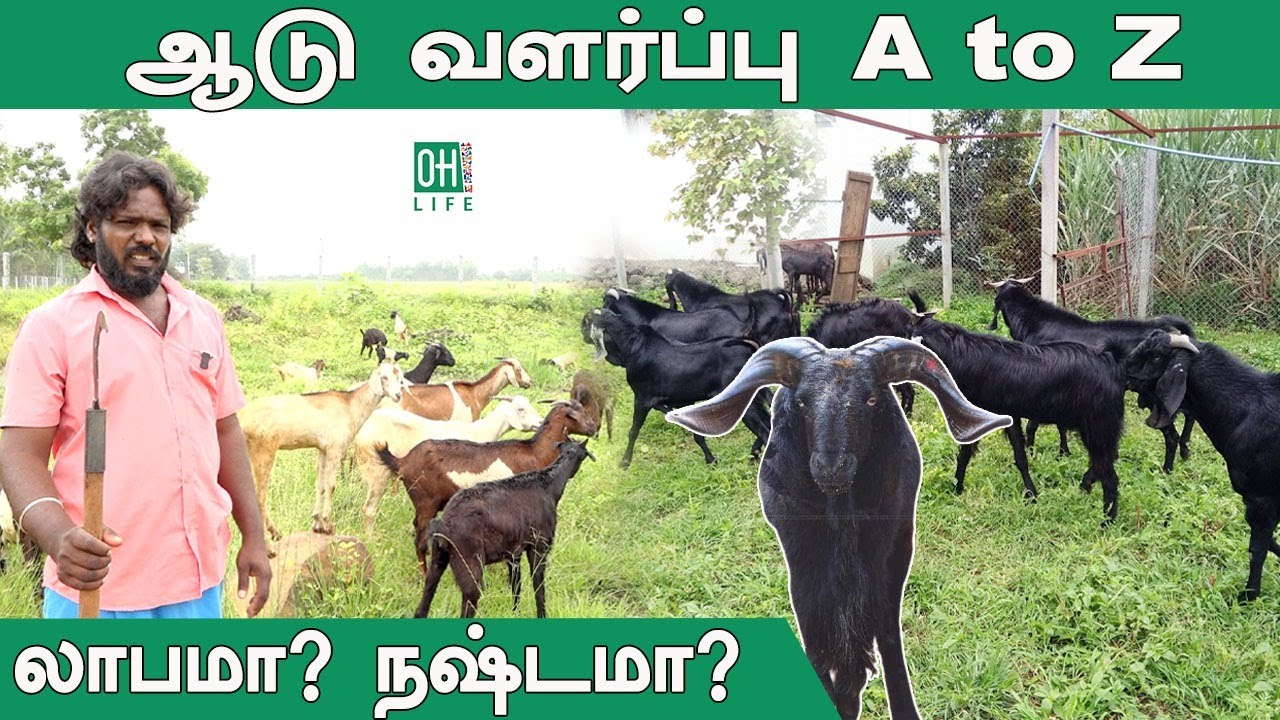 Goat Farm Tamil | வேலையை விட்டுவிட்டு ஆடு வளர்ப்பு - YouTube