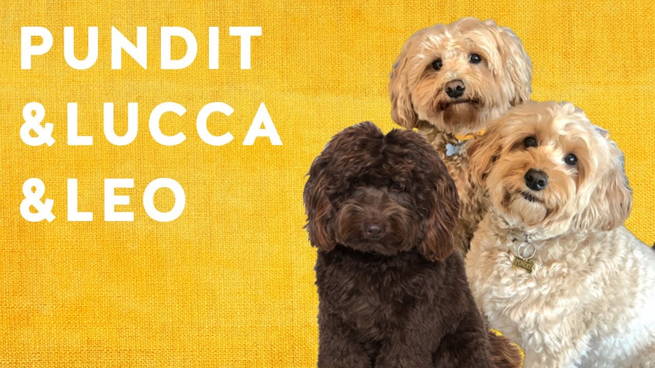 Crooked Dogs | Dog Commentary - YouTube