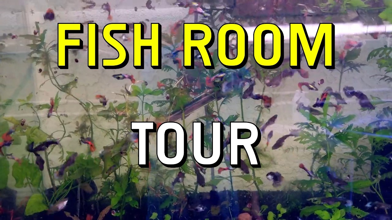 Exciting Fish Room Update Tour! - YouTube