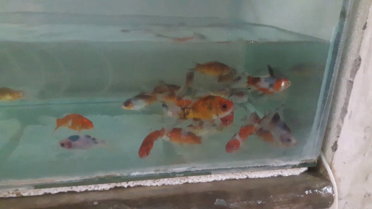 red cap and koi crap fishes - YouTube
