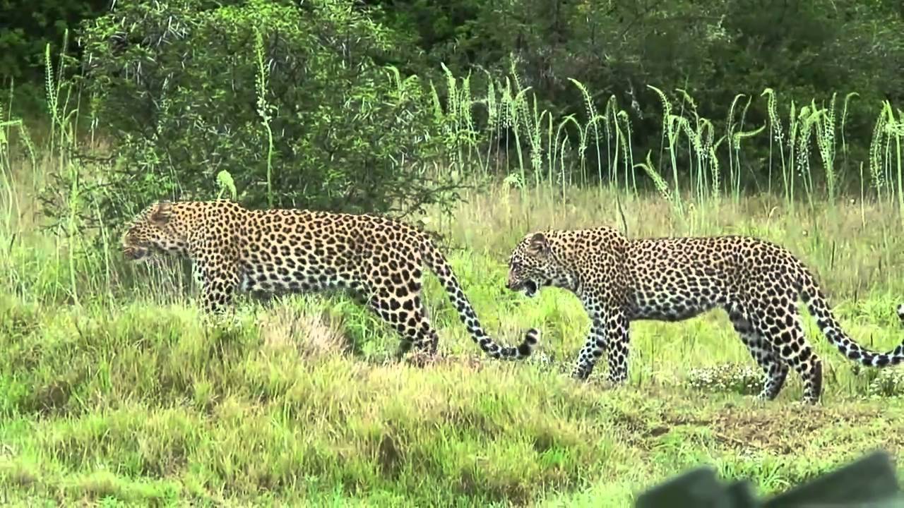 Leopard Playing With Cub At Shamwari Game Reserve - YouTube